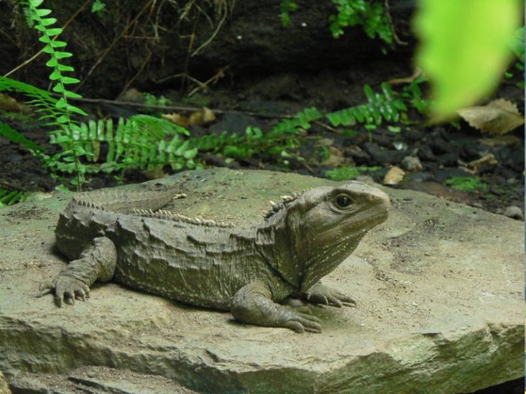 Tuatara