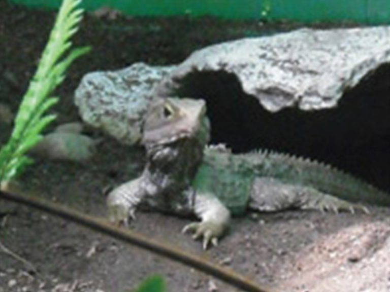 Tuatara